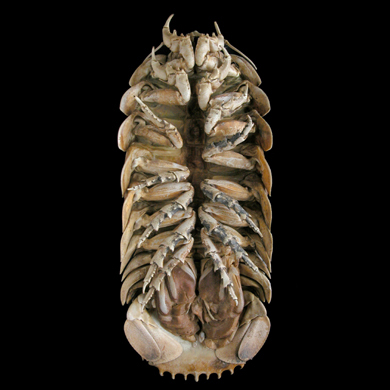 Bathynomus giganteus – Natural Art